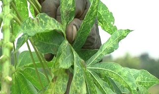 Cassava mosaic virus | Access Agriculture